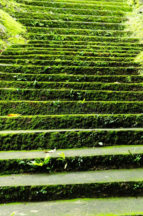 Plan Vertical De Marches Vert Mousse Montant Image stock - Image du ...
