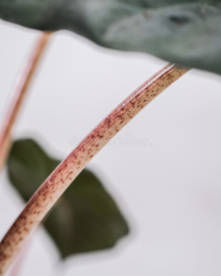 Plan Vertical De Textures Sur Une Tige Photo stock - Image du vert ...