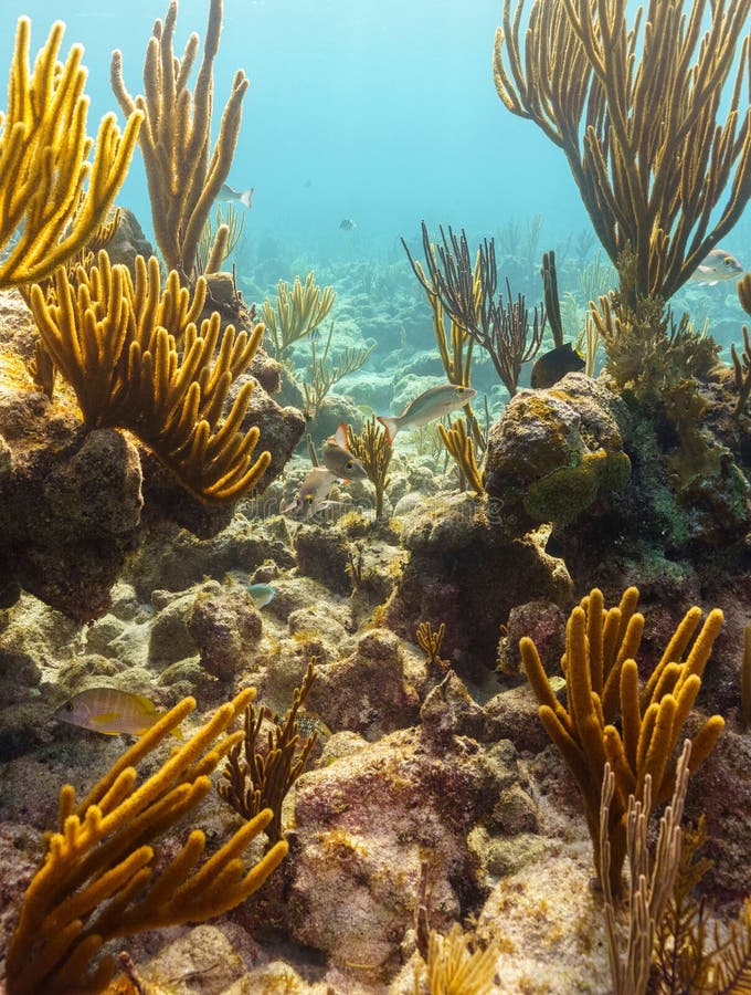 Plan Vertical Des Poissons Contre Les Algues Sous L'eau Photo stock ...