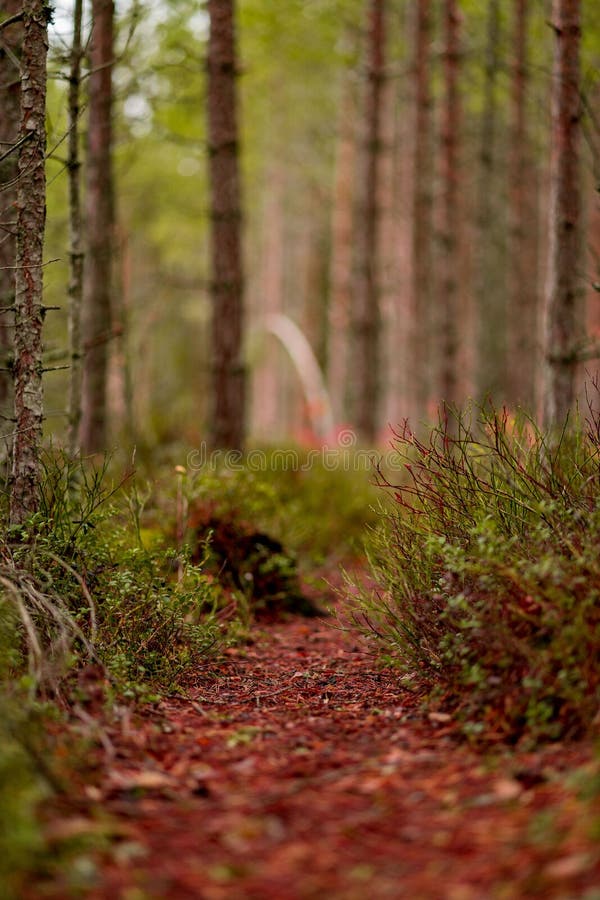 Plan Vertical Du Chemin Entre Les Arbres Forestiers Image stock - Image ...