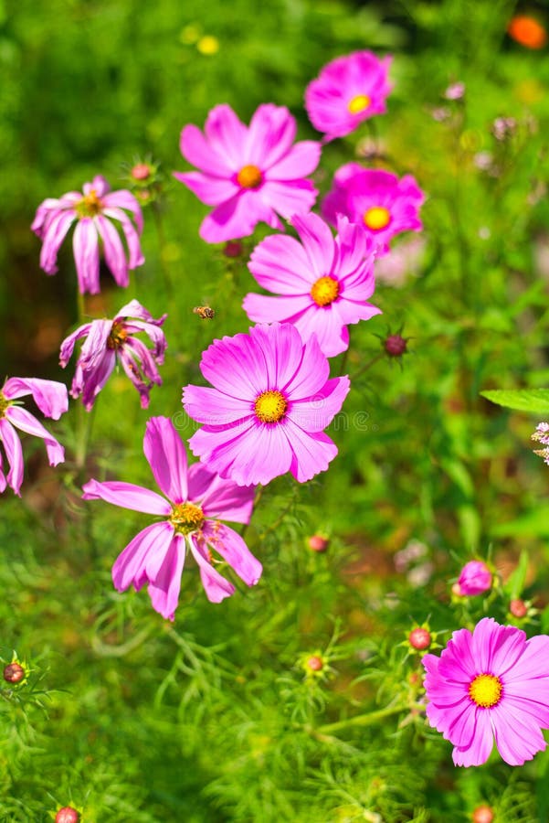 Plan Vertical Du Jardin Rose Cosmos Fleurs Dans Le Champ Image stock ...