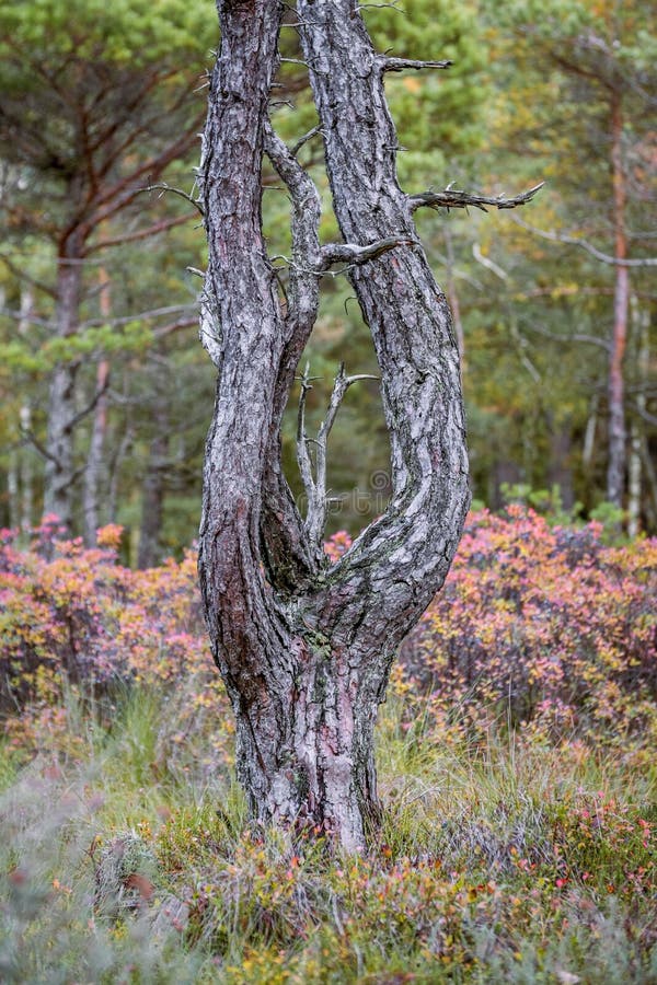 Plan Vertical Du Tronc D'un Pin Photo stock - Image du nature, bois ...