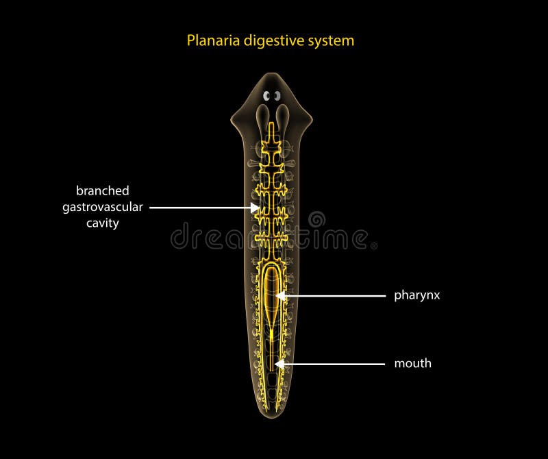Planaria Diagram Unlabeled