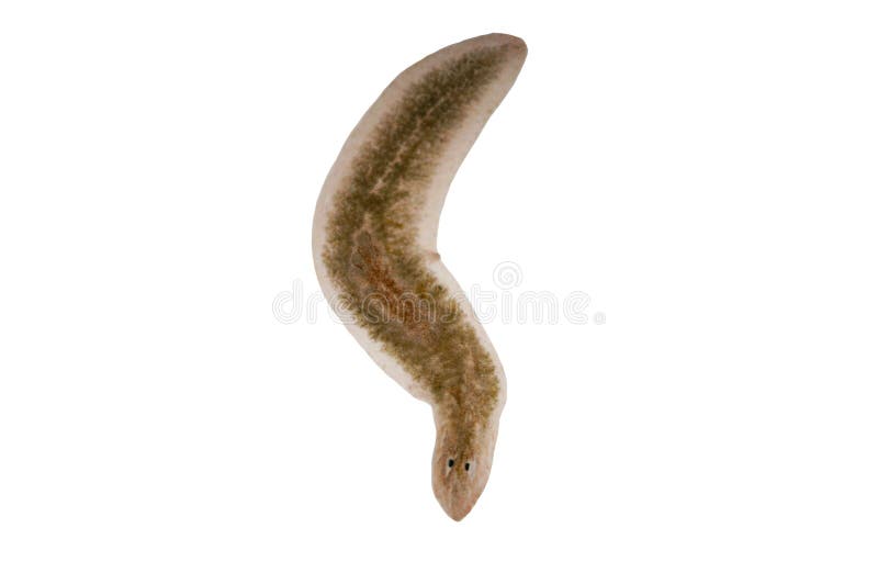 Planaria Flatworm Under Microscope View. Stock Image - Image of flat ...