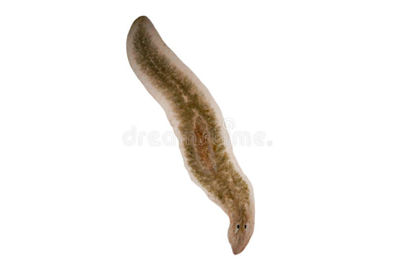 Planaria Flatworm Under Microscope View. Stock Photo - Image of mount ...