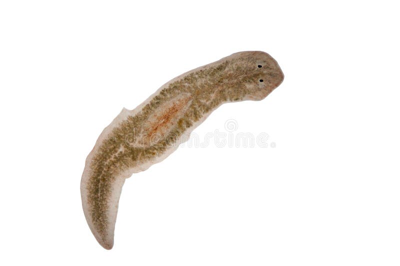 Planaria flatworm stock photo. Image of cross, microscope - 95222894