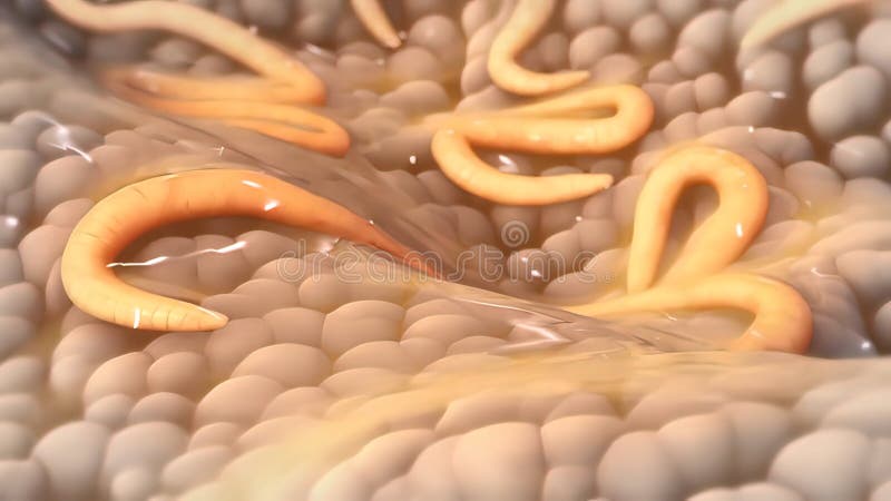 Planaria Flatworm Under Microscope View Stock Illustration ...