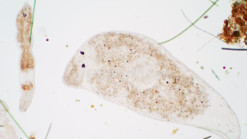 Planaria Flatworm Under the Microscope View. Stock Footage - Video of ...