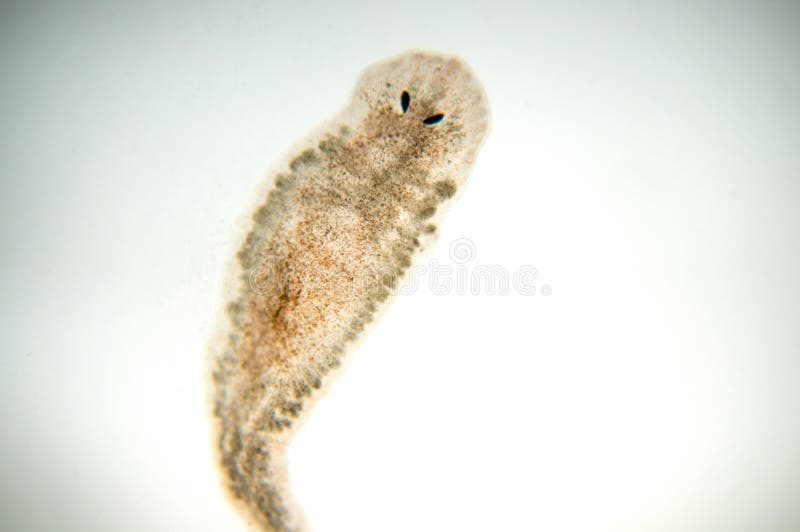 Planaria Flatworm, Under Microscope View Stock Photo - Image of jungle ...