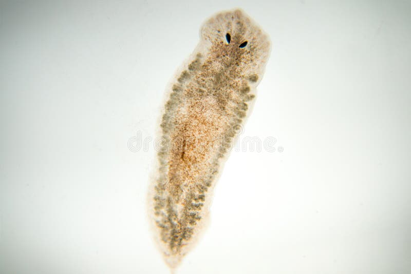 Planaria Flatworm, Under Microscope View Stock Image - Image of mount ...