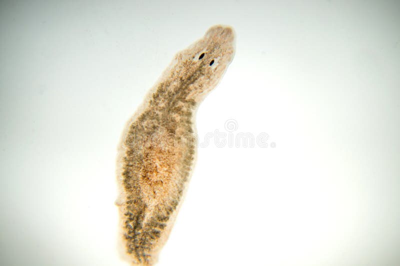 Planaria flatworm stock image. Image of cilia, microscopic - 81528357