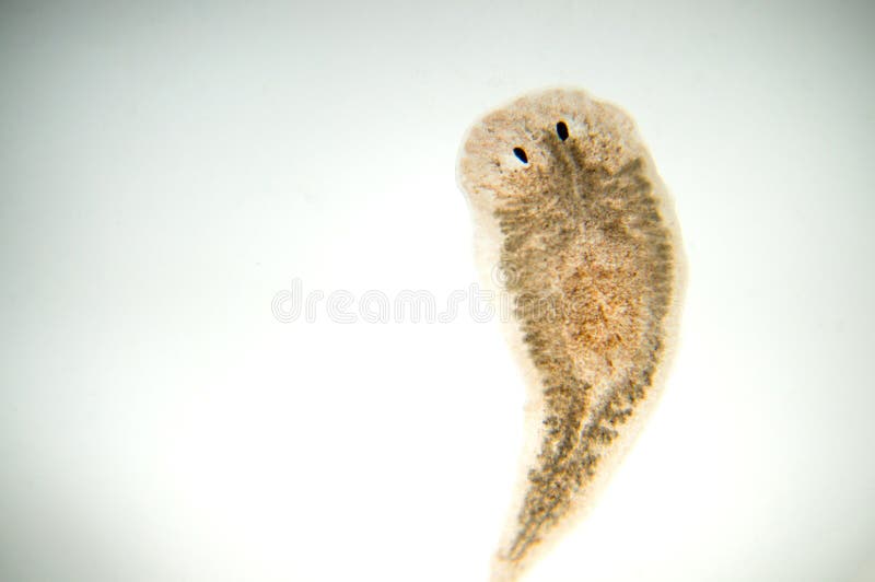 Planaria flatworm stock image. Image of action, pharynx - 81547075