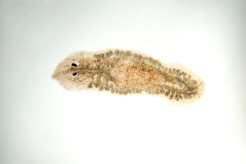 Planaria flatworm stock image. Image of action, pharynx - 81547075