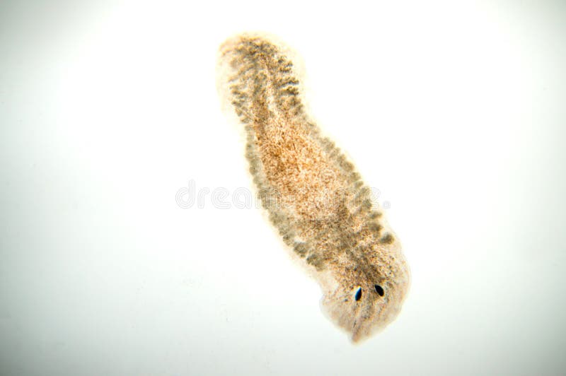 Planaria flatworm stock photo. Image of laboratory, cross - 81547364