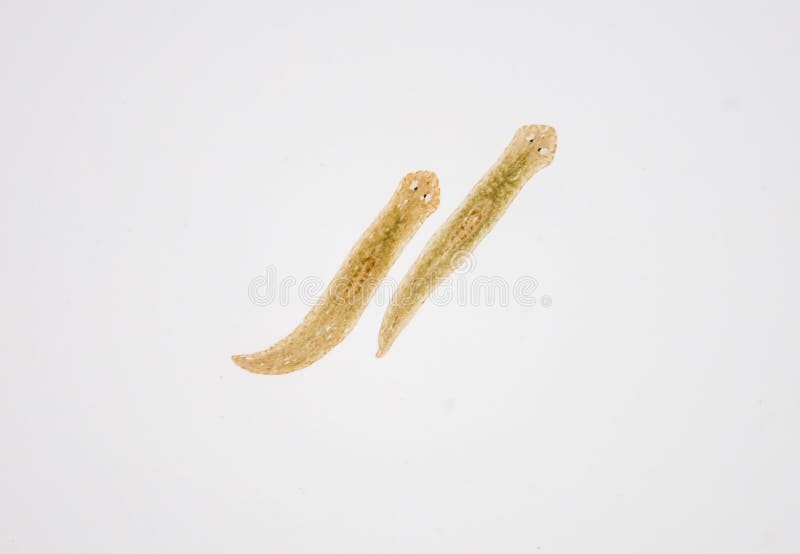 Planarian Parasite Flatworm Under Microscope. Stock Image - Image of ...