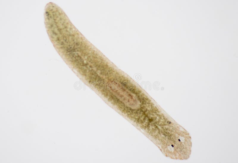 Planarian Parasite Flatworm Under Microscope. Stock Photo - Image of ...