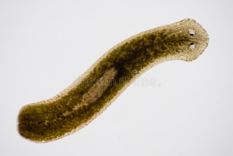 Planarian Parasite Flatworm Under Microscope. Stock Image - Image of ...