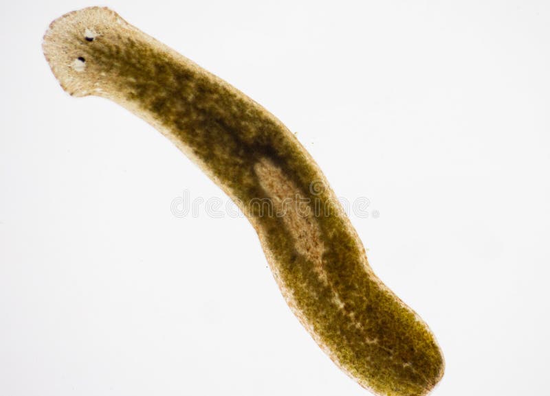 Planarian Parasite Flatworm Under Microscope. Stock Photo - Image of ...