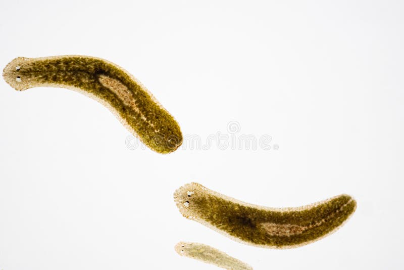 Planarian Parasite Flatworm Under Microscope. Stock Image - Image of ...