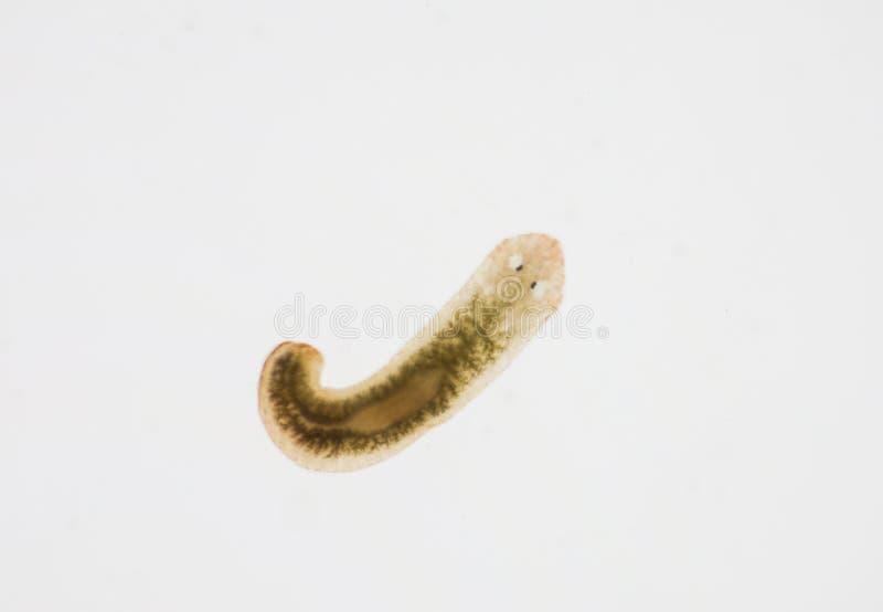 Flatworm Parasite
