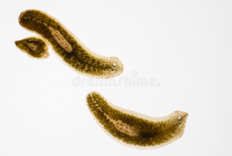Planarian Parasite Flatworm Under Microscope. Stock Photo - Image of ...