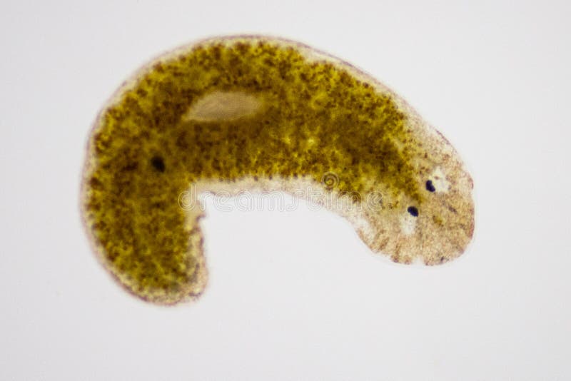 Planarian Parasite Flatworm Under Microscope. Stock Photo - Image of ...