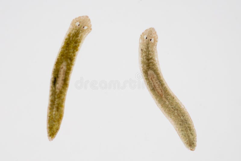 Planarian Parasite Flatworm Under Microscope. Stock Image - Image of ...