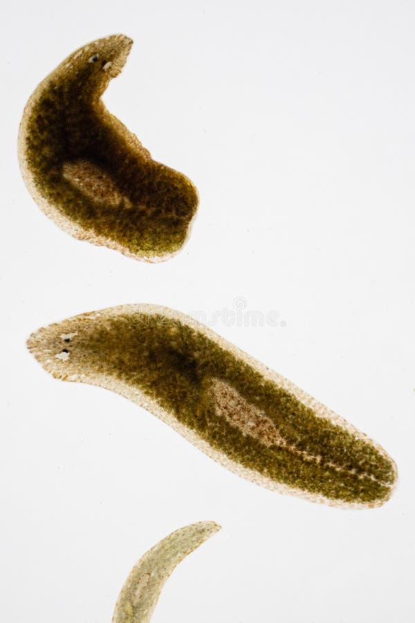 Planarian Parasite Flatworm Under Microscope. Stock Image - Image of ...