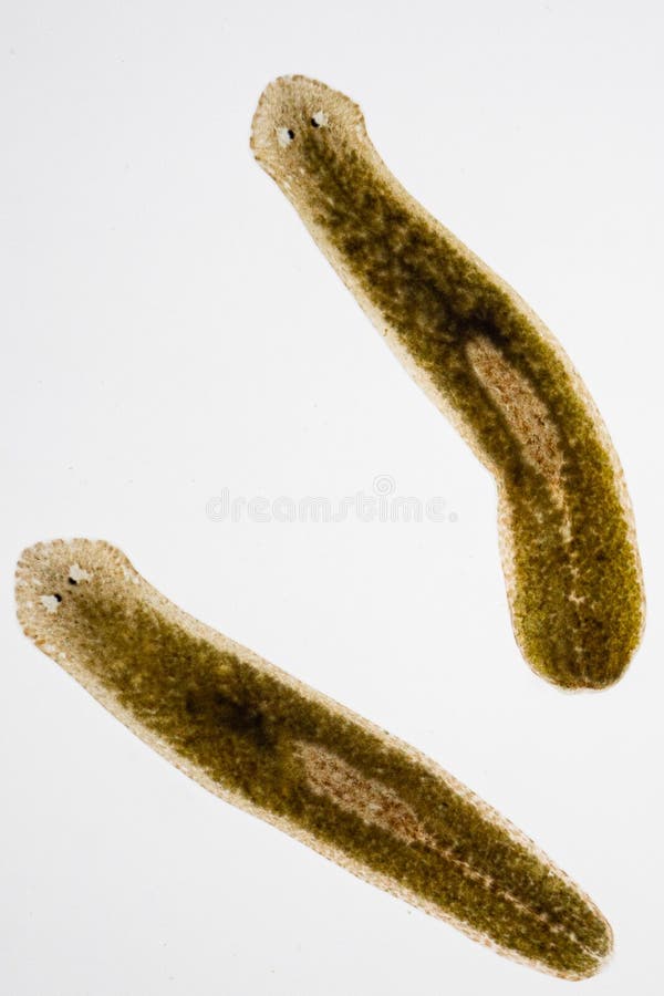 Planarian Parasite Flatworm Under Microscope. Stock Photo - Image of ...