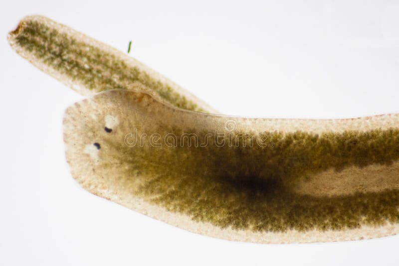 Planarian Parasite Flatworm Under Microscope. Stock Image - Image of ...