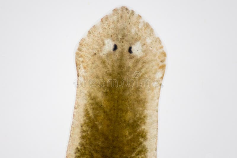 Planarian Parasite Flatworm Under Microscope. Stock Photo - Image of ...