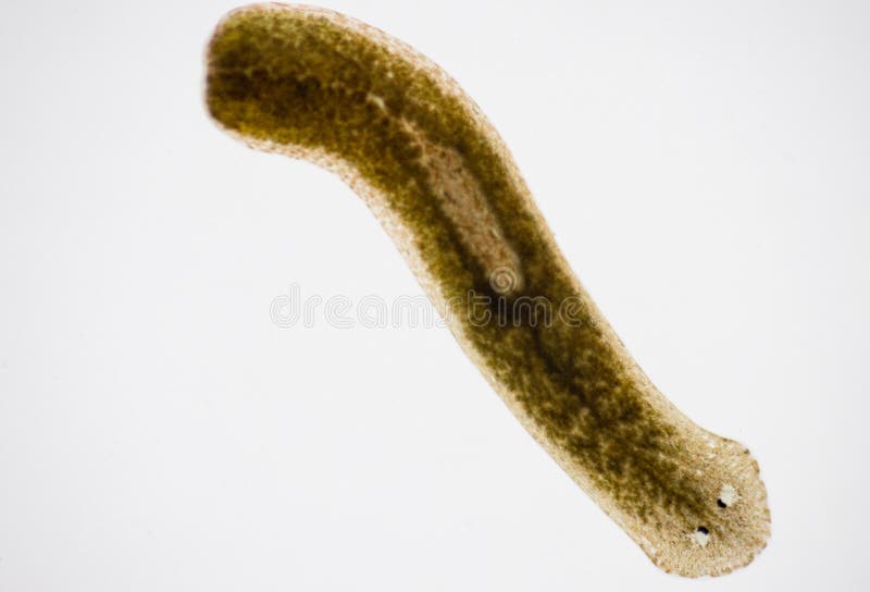 Flatworm Parasite