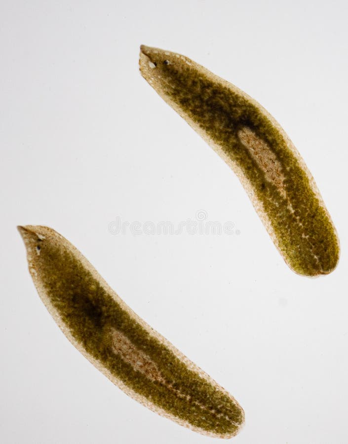 Planarian Parasite Flatworm Under Microscope. Stock Image - Image of ...