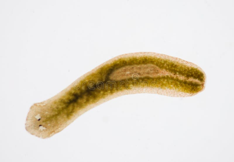 Planarian Parasite Flatworm Under Microscope. Stock Image - Image of ...