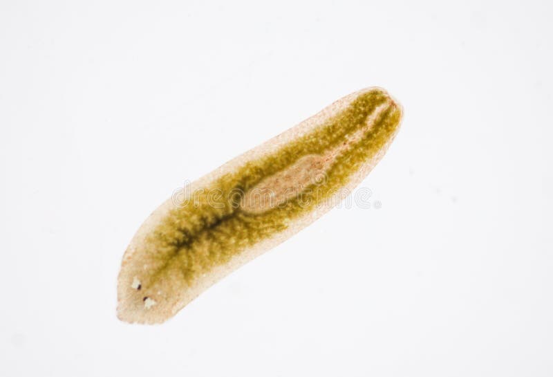 Planarian Parasite Flatworm Under Microscope. Stock Image - Image of ...