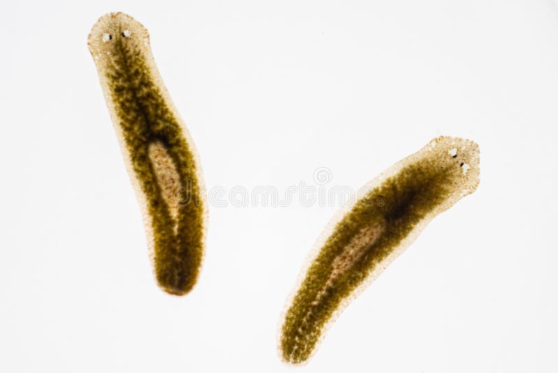 Planarian Parasite Flatworm Under Microscope. Stock Image - Image of ...