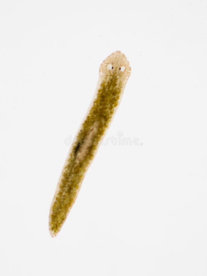 Planarian Parasite Flatworm Under Microscope. Stock Photo - Image of ...