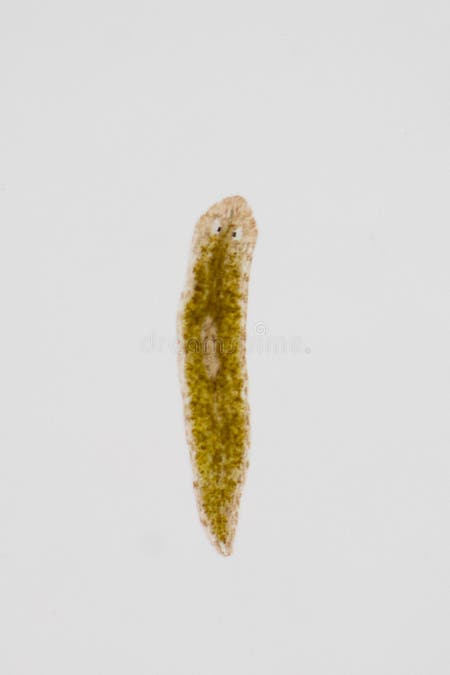 Planarian Parasite Flatworm Under Microscope. Stock Image - Image of ...