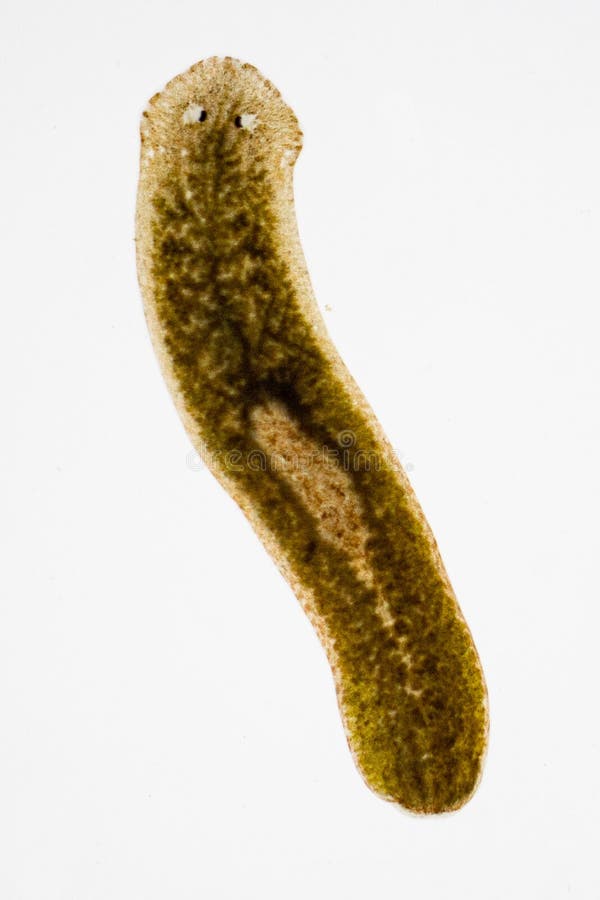 Planarian Parasite Flatworm Under Microscope. Stock Image - Image of ...