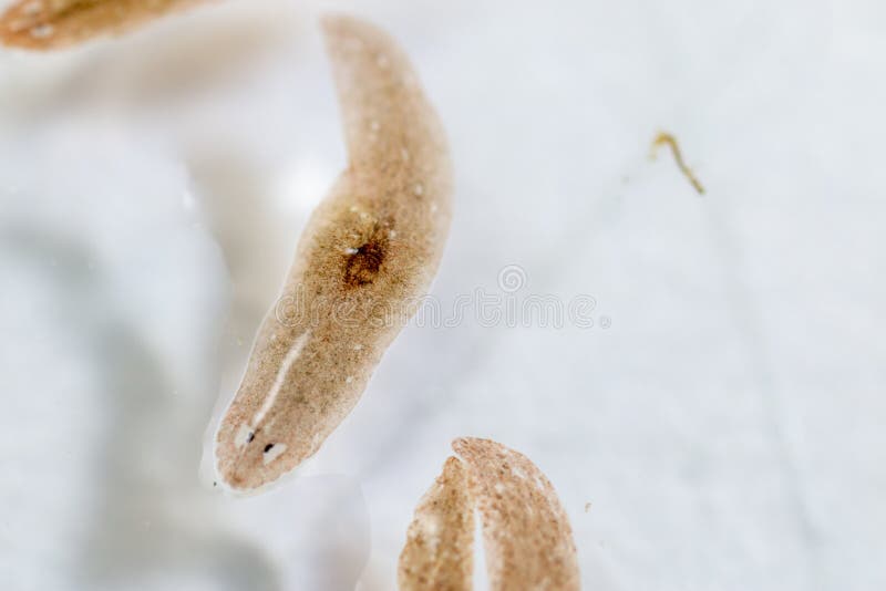 Planarian Parasite Flatworm Under Microscope View. Stock Photo - Image ...