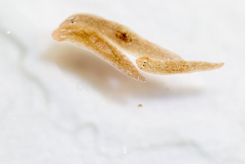 Planaria Flatworm Under Microscope View. Stock Photo - Image of giant ...