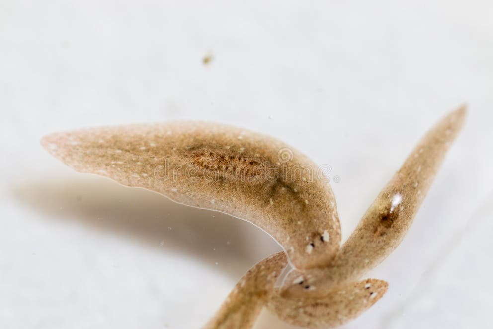 Planarian Parasite Flatworm Under Microscope View. Stock Image - Image ...