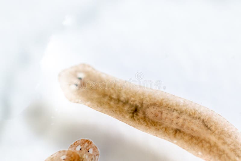 Planarian Parasite Flatworm Under Microscope View. Stock Image - Image ...