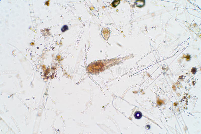 Plancton Aquatique Marin Sous La Vue De Microscope Photo stock - Image ...