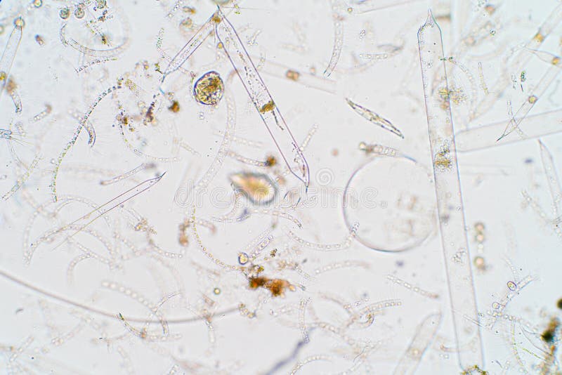 Plancton Aquatique Marin Sous La Vue De Microscope Photo stock - Image ...