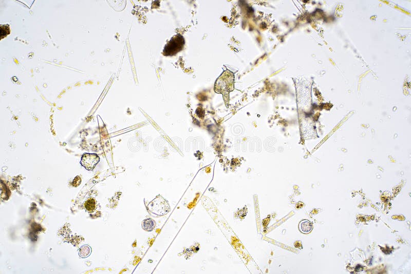 Plancton Aquatique Marin Sous La Vue De Microscope Photo stock - Image ...