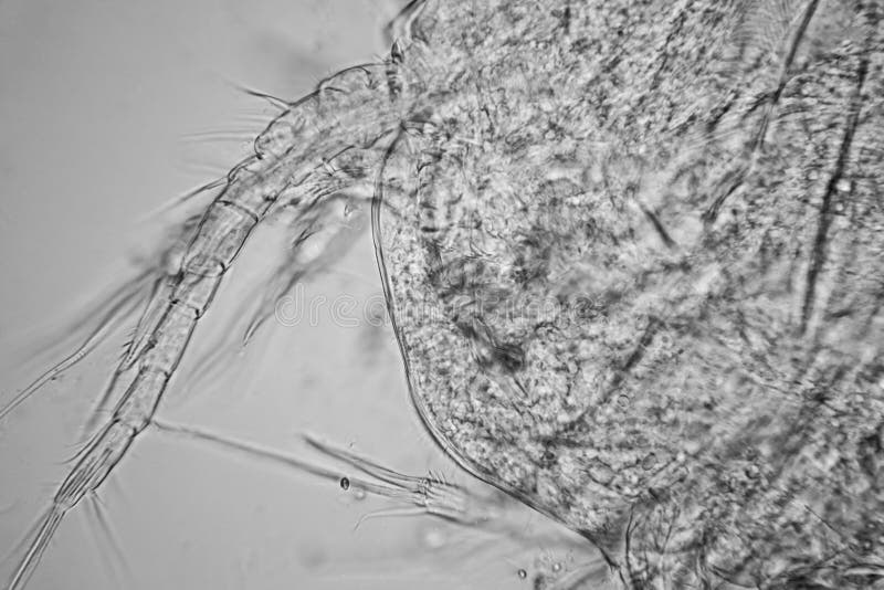 Plancton Et Algues Frais De L'eau D'étang Au Microscope Copepod Photo ...