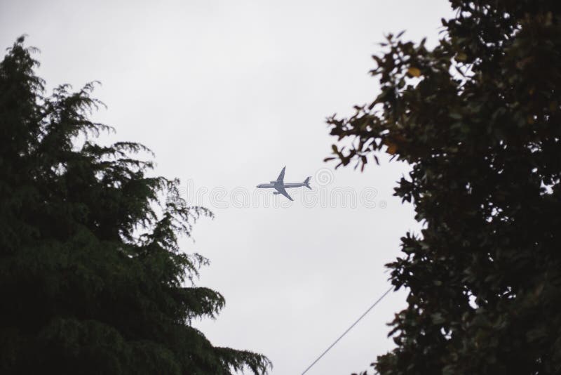Caught a Fragment of How the Plane Flies, the View between the Branches ...