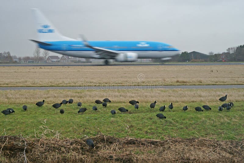 Plane is Landing while Birds are Eating at the Strip Editorial Photo ...