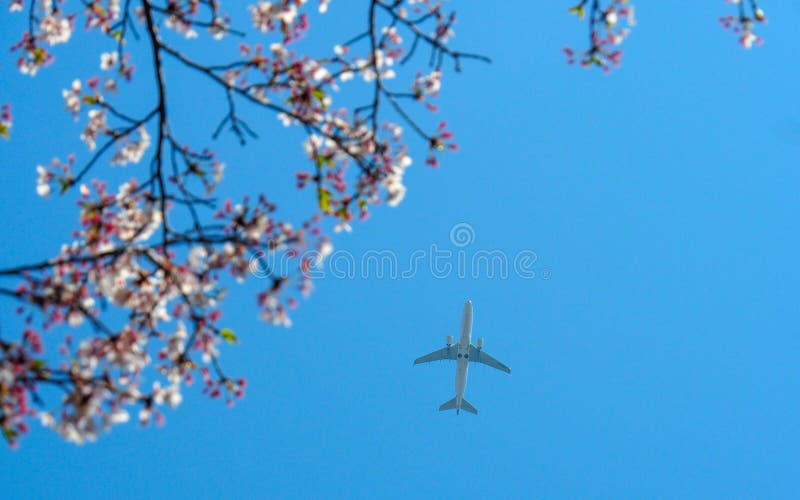 Plane Flying through Japanese Cherry Blossoms. Stock Image - Image of ...